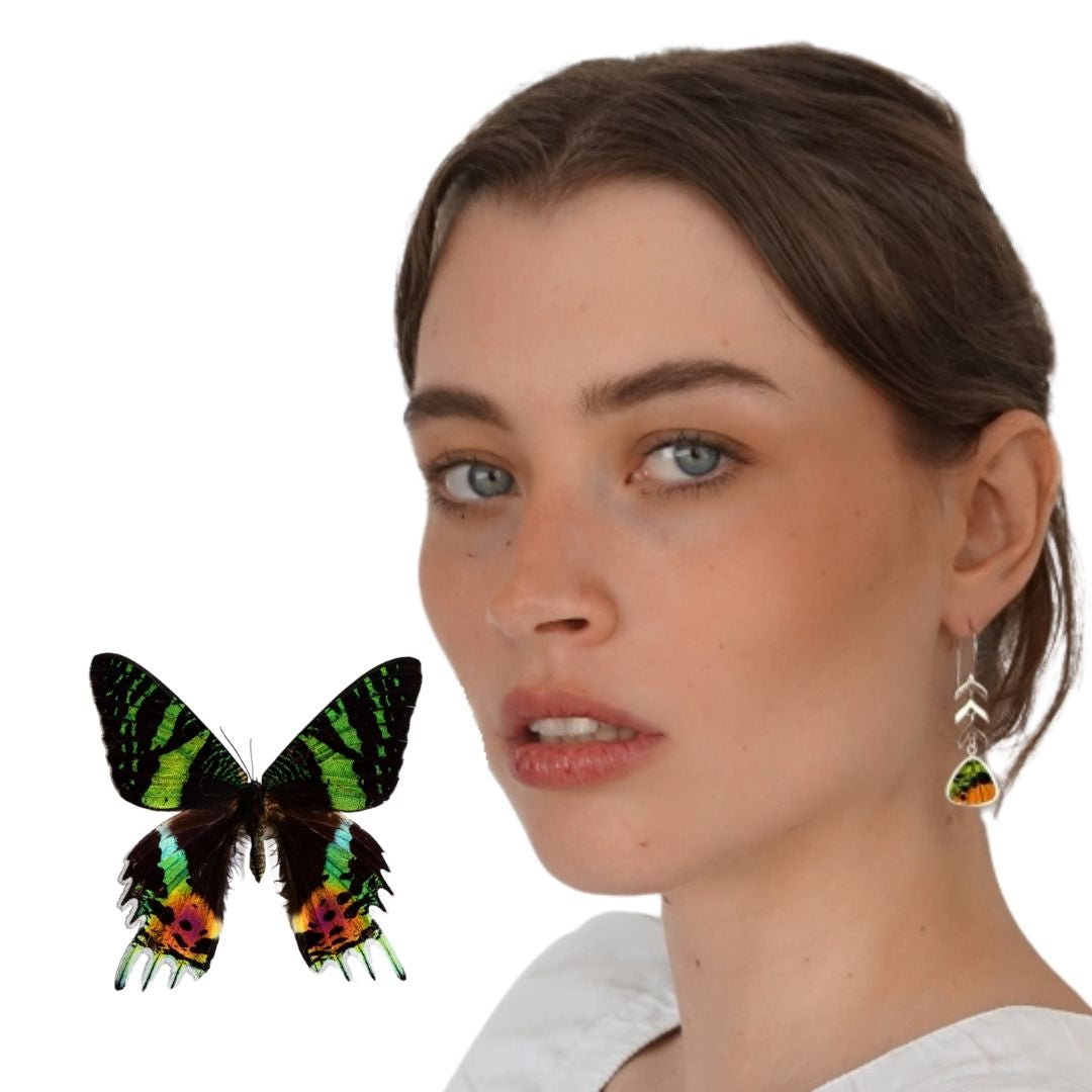 The Urania Ripheus Collection – Arden Sky Designs